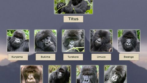 Gorilla | Nature | PBS