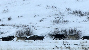 In the Valley of the Wolves | The Druid Wolf Pack Story | Nature | PBS