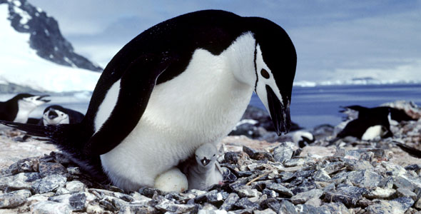 Penguins of the Antarctic | About | Nature | PBS