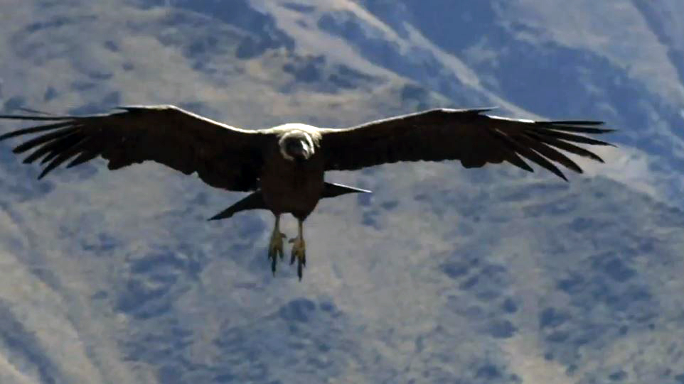 Animal Guide: Cape Griffon Vulture | Nature | PBS