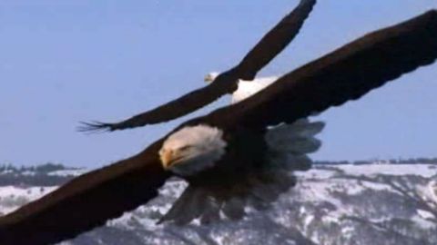 Nature American Eagle Behind The Scenes Pbs Youtube