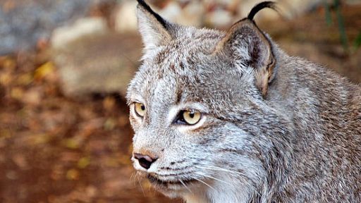 Lynx | Nature | PBS