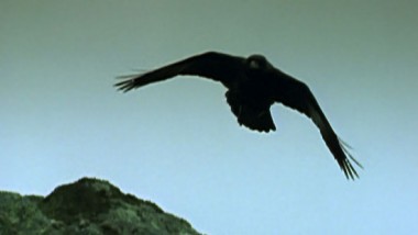Ravens | Playing in the Snow | Nature | PBS
