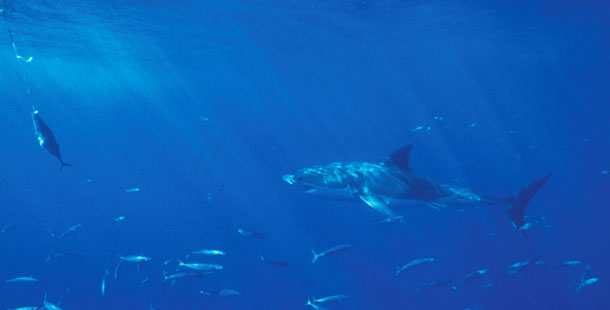 White Shark/Red Triangle | Great White Winter in Hawaii | Nature | PBS