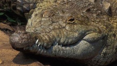 Supersize Crocs | Crocodile Secrets of Survival | Nature | PBS