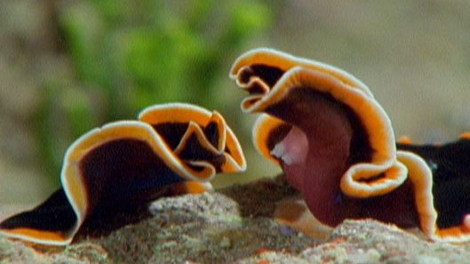 Triumph of Life | The Mating Game | Nature | PBS