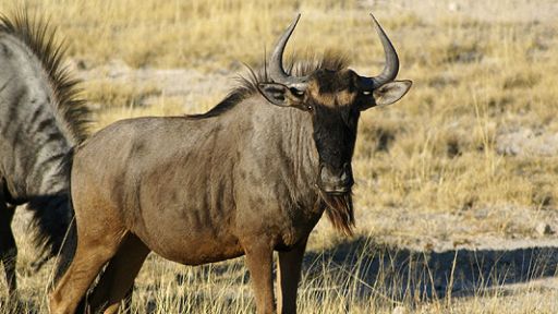 Wildebeest | Nature | PBS