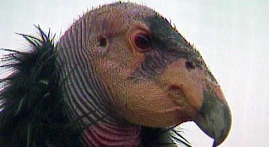 Animal Attractions: Amazing Tales from the San Diego Zoo | Condors ...
