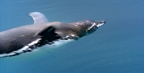 The World of Penguins | Flightless Wonders | Nature | PBS