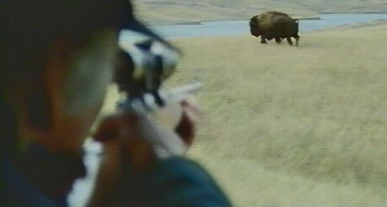 American Buffalo: Spirit of a Nation | Troubled Herds | Nature | PBS