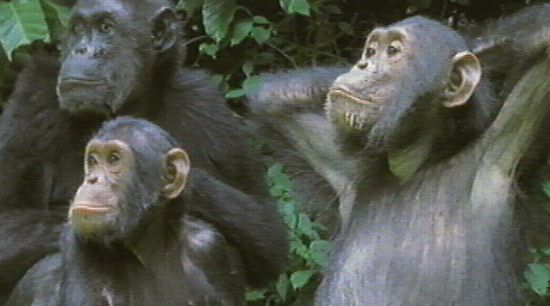 Inside the Animal Mind | Socially Aware | Nature | PBS