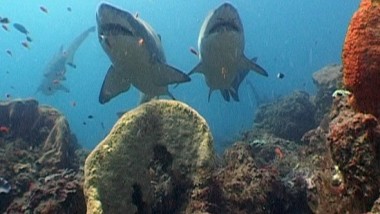 Sharkland | Catsharks | Nature | PBS