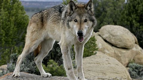 The Wolf That Changed America | NATURE Comic Book - "Lobo: King of the ...