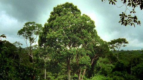 Deep Jungle ~ Jungle Journey Game | Nature | PBS