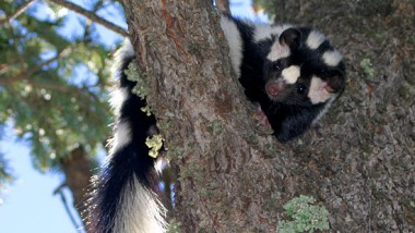 Is That Skunk? | Do Skunks Make Good Pets? | Nature | PBS