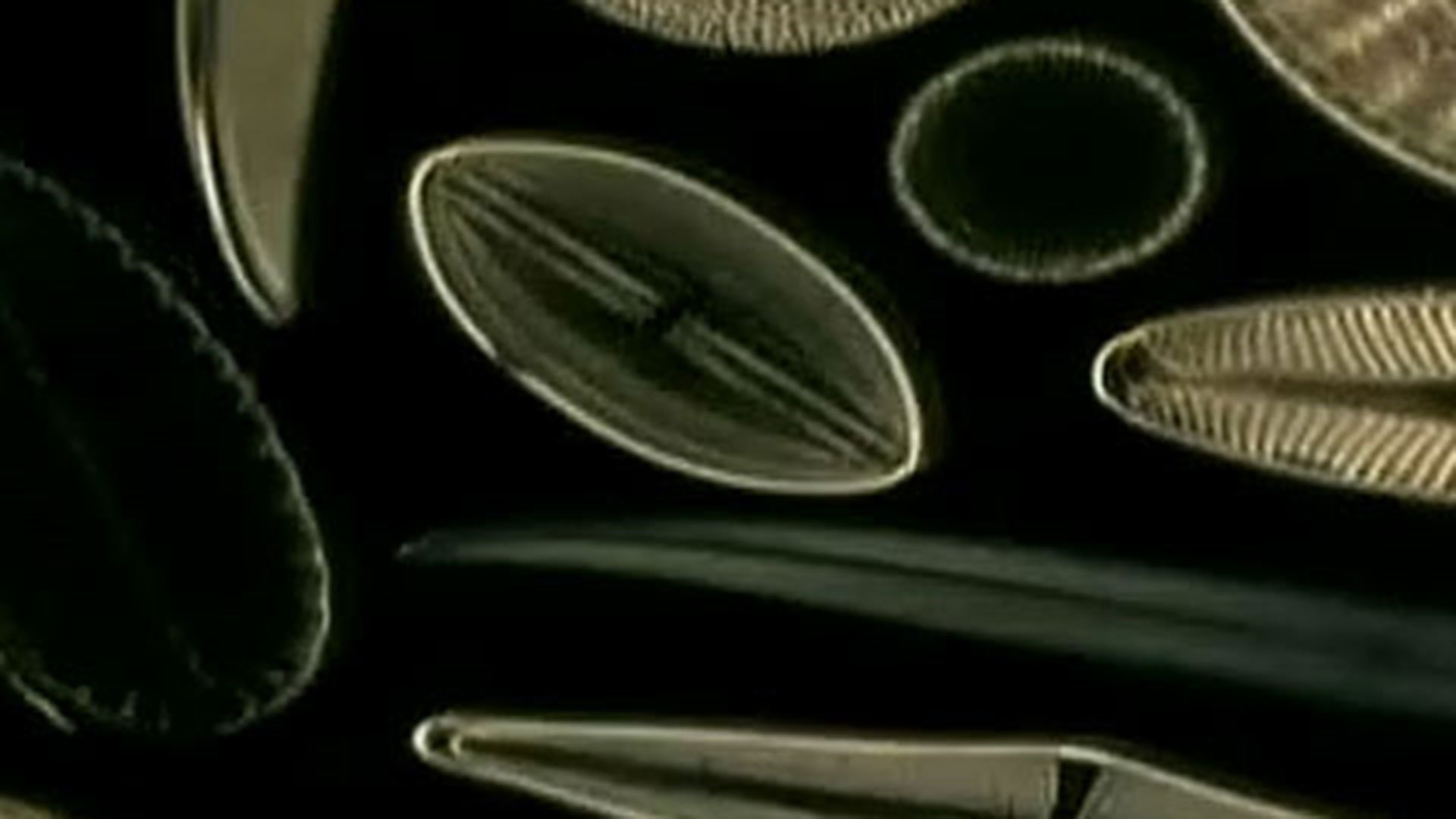 Crime Scene Creatures | Diatom Detective | Nature | PBS