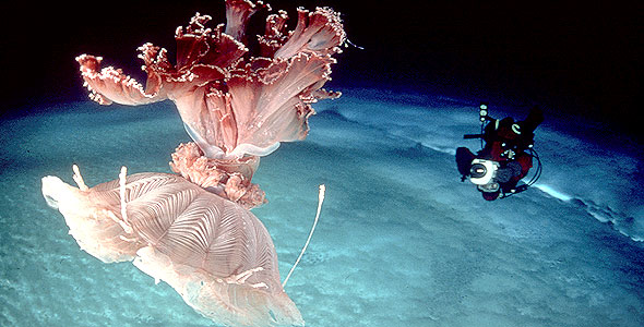 Under Antarctic Ice | Interview with Norbert Wu | Nature | PBS