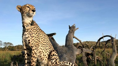 The Cheetah Orphans | Interactive: Anatomy of a Cheetah | Nature | PBS