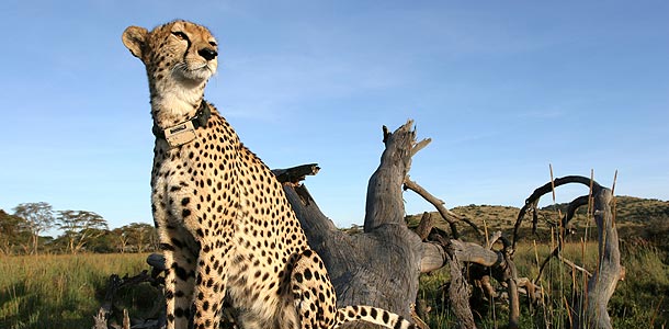 The Cheetah Orphans | Toki Update: Fall 2009 | Nature | PBS