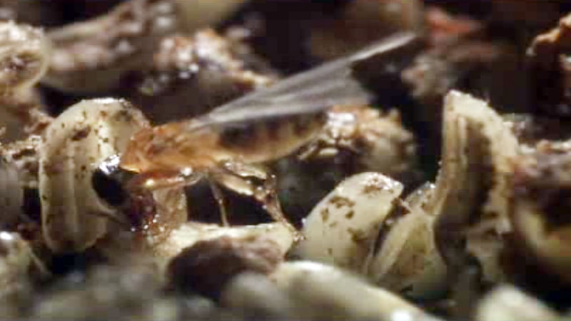 The Queen of Trees | Mutual Dependence | Nature | PBS