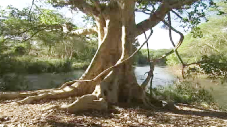 The Queen of Trees | Giving Food and Shelter | Nature | PBS
