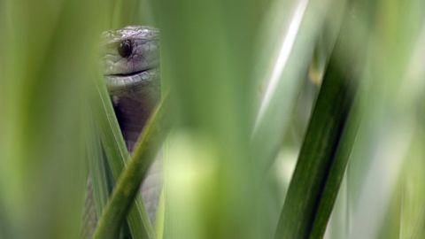 Snakes | Nature | PBS