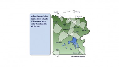 In the Valley of the Wolves | The Druid Wolf Pack Story | Nature | PBS