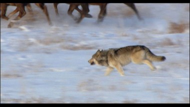 In the Valley of the Wolves | The Druid Wolf Pack Story | Nature | PBS