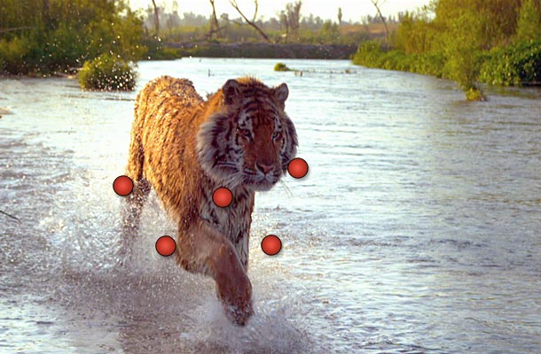 Photos: Inside the Moment | Tiger | Nature | PBS