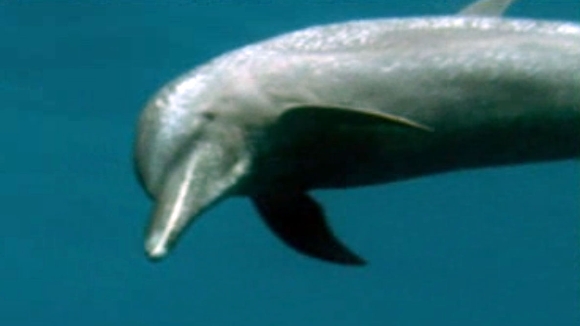 Voyage of the Lonely Turtle | Spinner Dolphins | Nature | PBS