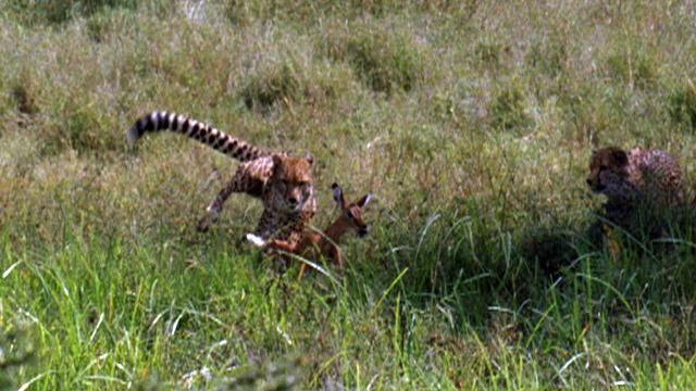 The Cheetah Orphans | Learning to Hunt | Nature | PBS