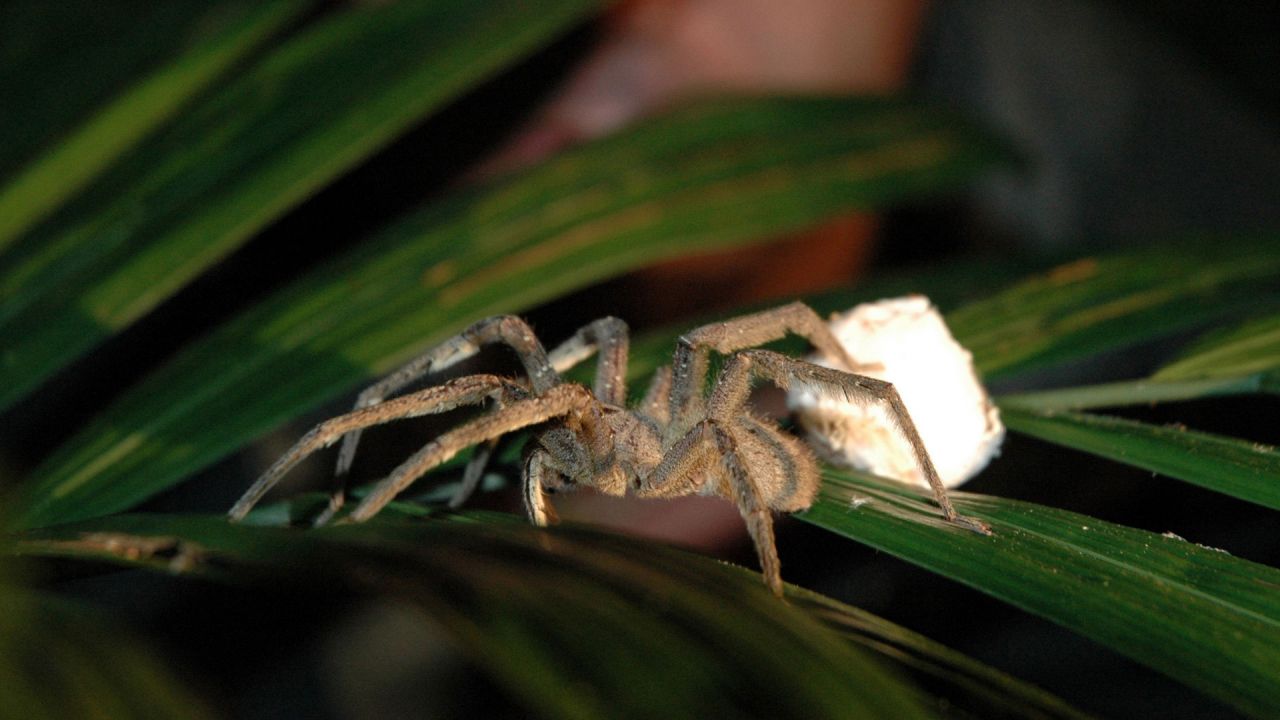 True Adventures of the Ultimate Spider-Hunter | Secrets of Spider Silk ...