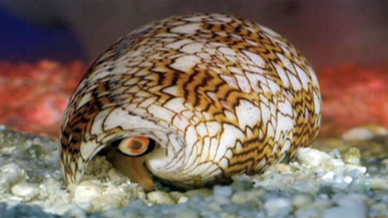 Snails & Slugs | Nature | PBS