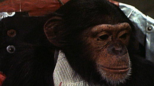Chimpanzees: An Unnatural History | Chimps in the Space Program ...