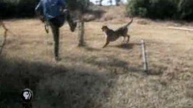 The Cheetah Orphans | Interactive: Anatomy of a Cheetah | Nature | PBS