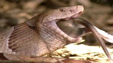 Snakes | Nature | PBS
