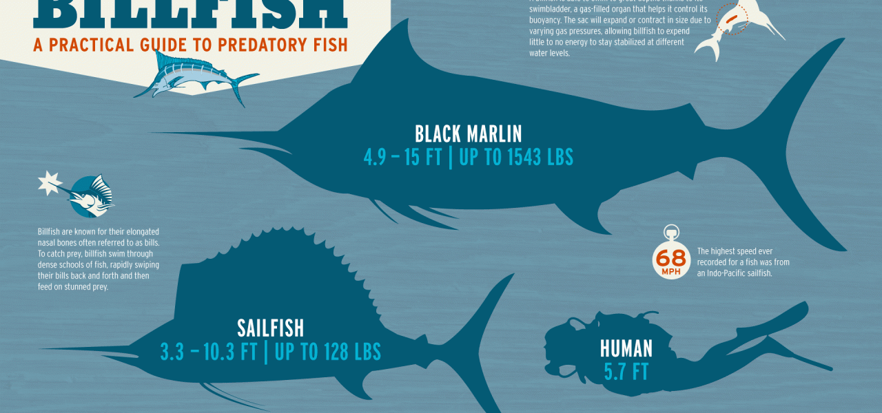 Marlin Vs Sailfish