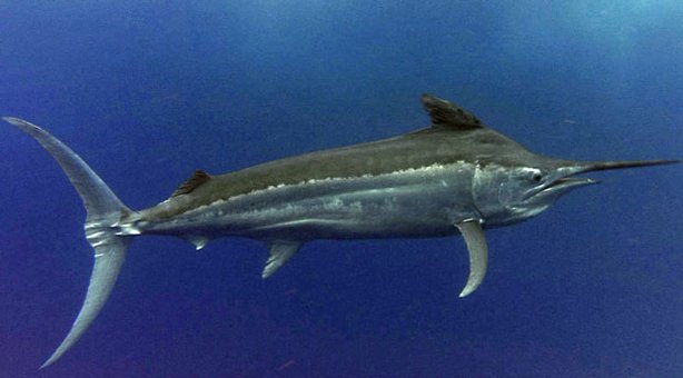 Superfish | Cabo Blanco and Its Marine Life | Nature | PBS