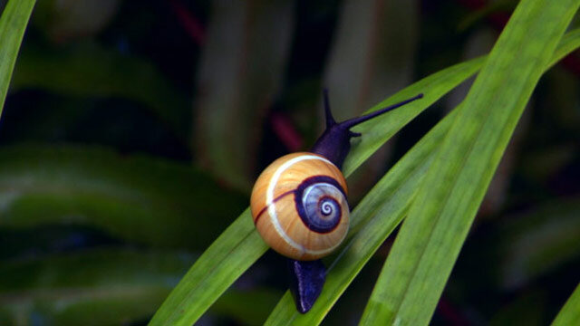 Snails & Slugs | Nature | PBS
