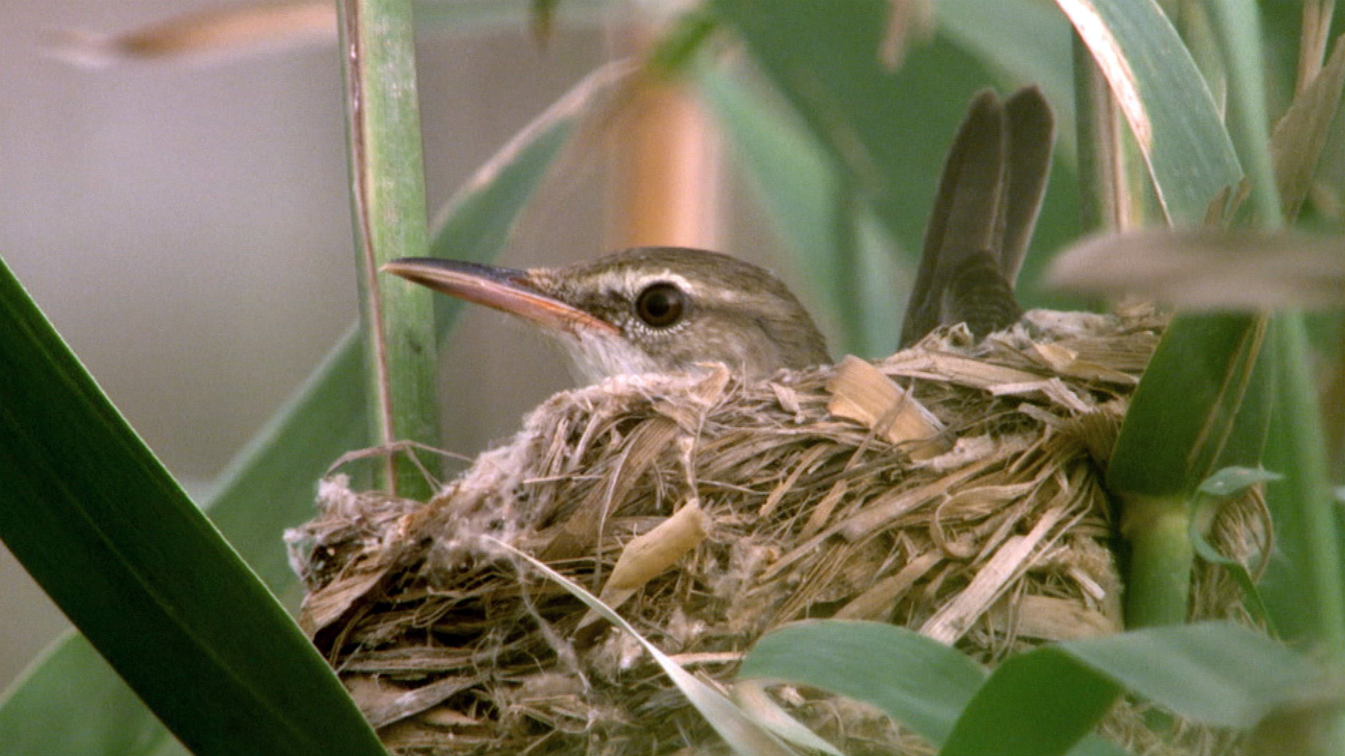 Braving Iraq | Animal Guide: Basra Reed Warbler | Nature | PBS