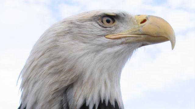 Nature American Eagle Behind The Scenes Pbs Youtube