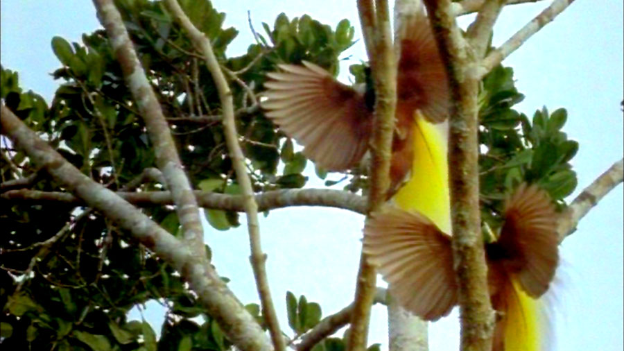 Birds of the Gods | BOP Personals: Choose Your Dream Bird (Video and ...