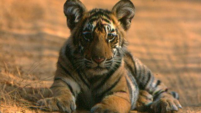 Broken Tail: A Tiger's Last Journey | Family Bonding | Nature | PBS