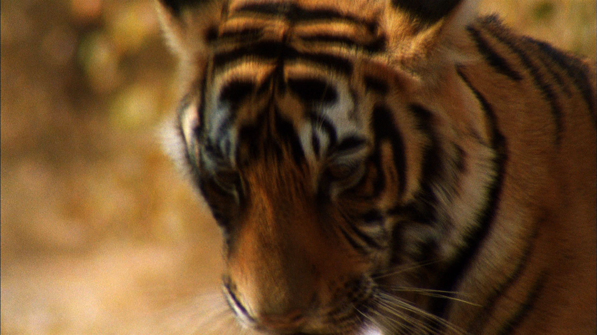 Broken Tail: A Tiger's Last Journey | Tigers at the Tipping Point ...