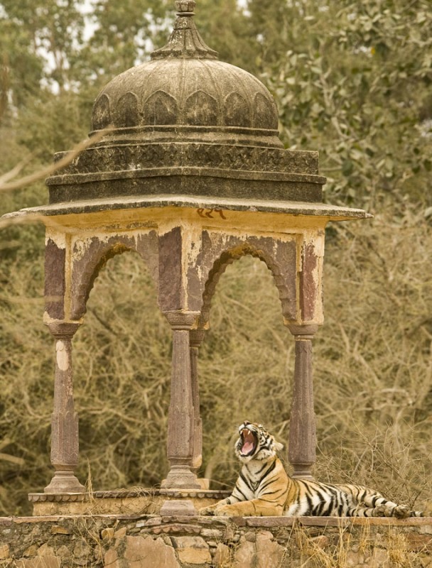 Tiger in abandoned building, Rajasthan, India : r/TigersAreOurFriends
