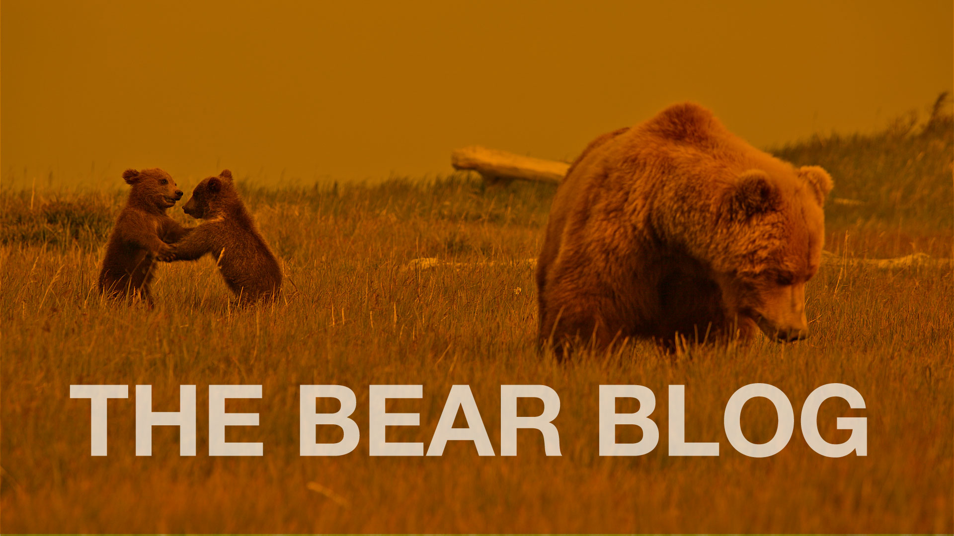 Inside NATURE: The Bear Blog with Chris Morgan | Video Diary: Dealing ...