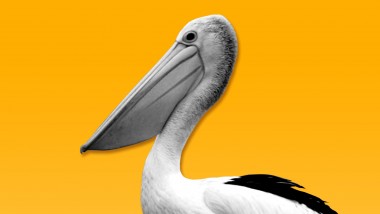 Outback Pelicans | Pelican Tantrums | Nature | PBS