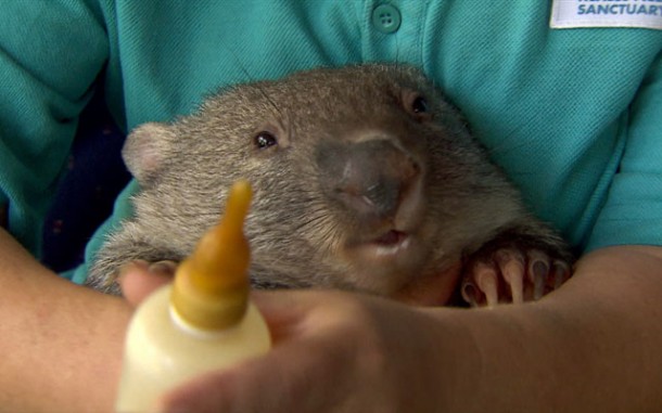 Survivors of the Firestorm | Wombat Fact Sheet | Nature | PBS
