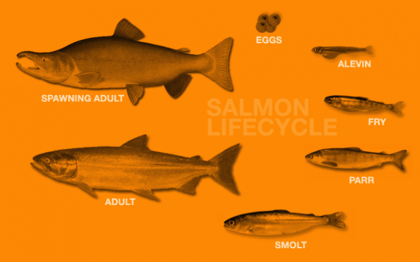 Salmon: Running the Gauntlet | Salmon Lifecycle | Nature | PBS