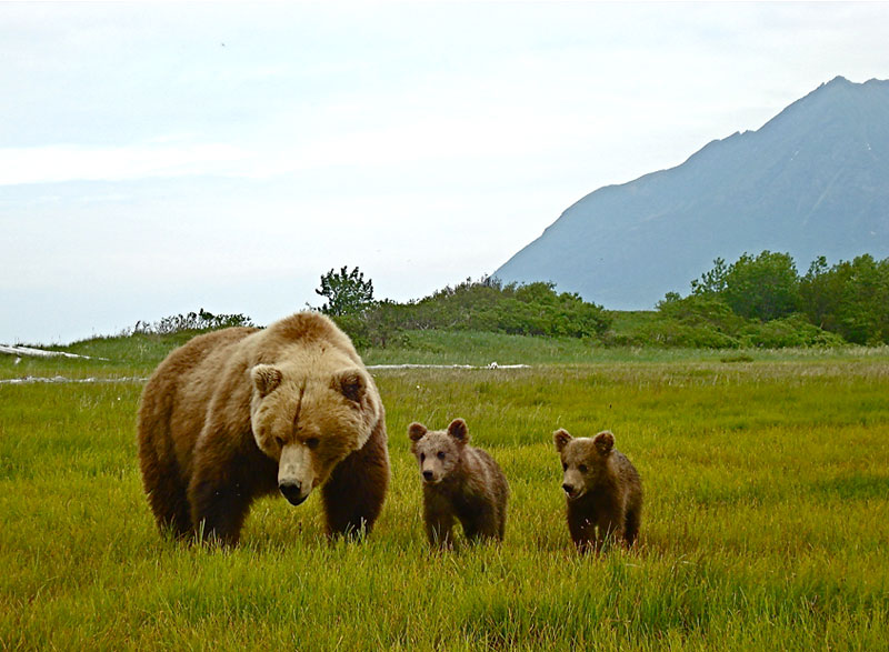 Bears of the Last Frontier | Photo Gallery | Nature | PBS